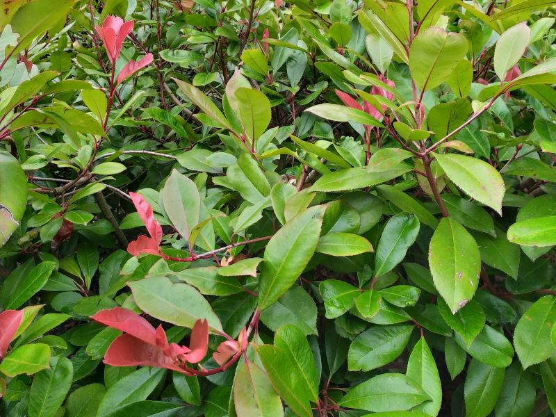 Nabízíme rostliny pro živé ploty, které vytváří zahradu více přirozenou ...