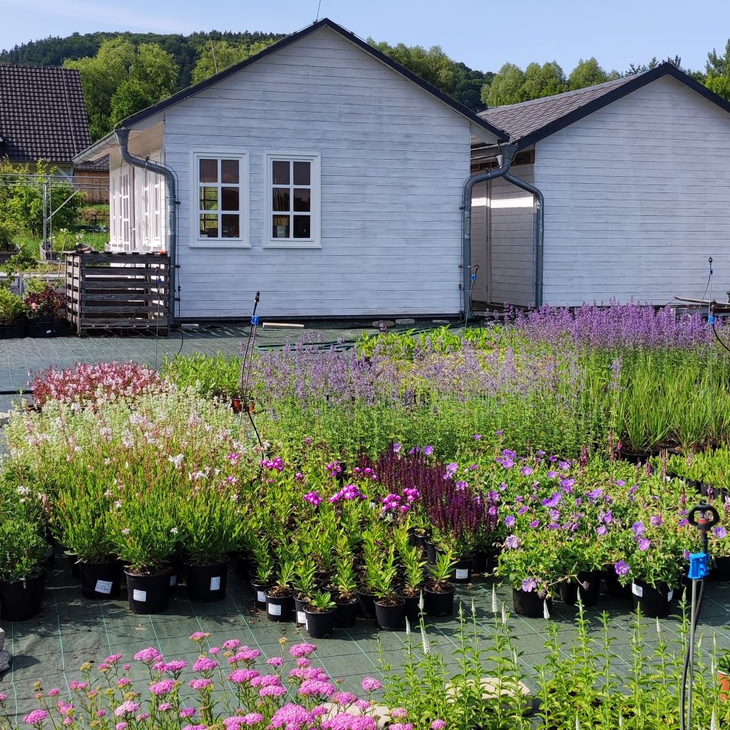 Trvalky a trávy - Zahradnictví Arónie